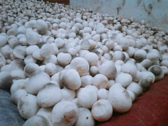 tips cara budidaya jamur merang